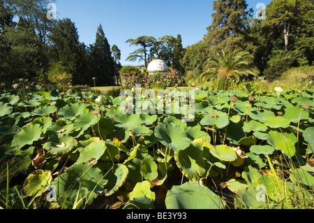 France, Herault, Montpellier, plants garden, pond covered with water ...