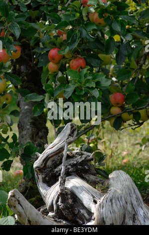 FRUIT KENTISH FRUIT ORCHARDS PICKING AND PACKING 27 SEPTEMBER 1960 ...
