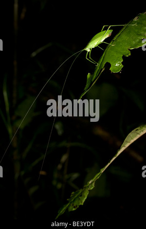 Katydid (family Tettigoniidae) with long antenna isolated on a natural ...