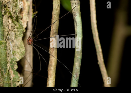 A tropical harvestman (order Opiliones). Photographed in Panama Stock ...
