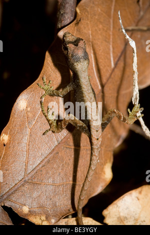 "Humble anole" (Anolis humilis) lizard in the montane rainforests of ...