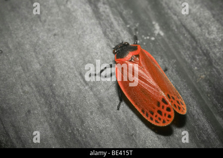 Tropical froghopper, order Hemiptera, family Cercopidae. Photographed ...
