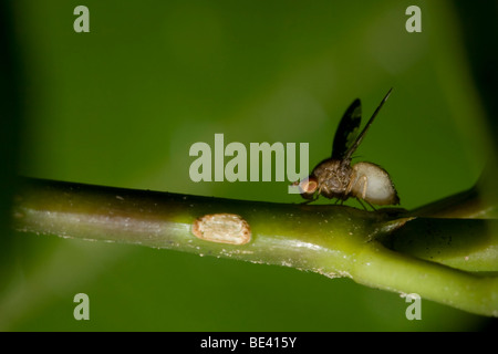 Fruit fly, family Tephritidae, order Diptera. Photographed in Costa ...