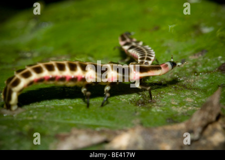 Neotenous net-winged beetles, family Lycidae, order Coleoptera ...