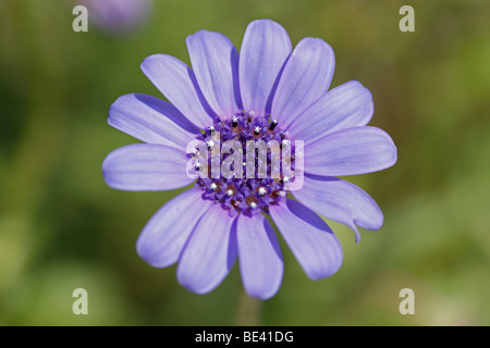 True blue daisy (Felicia heterophylla Stock Photo - Alamy