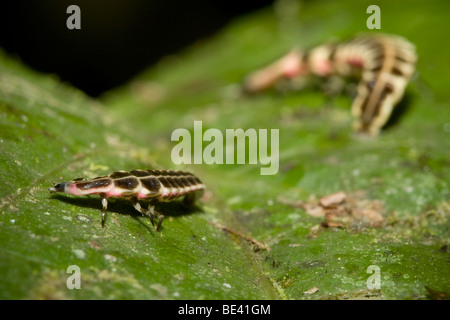 Neotenous net-winged beetles, family Lycidae, order Coleoptera ...