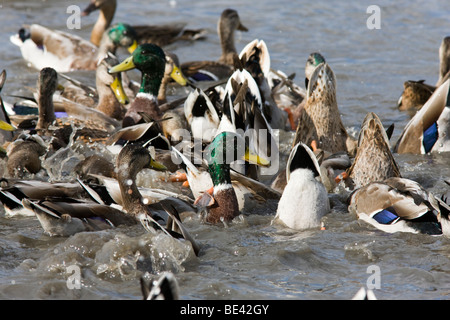 Mallard feeding frenzy Stock Photo - Alamy