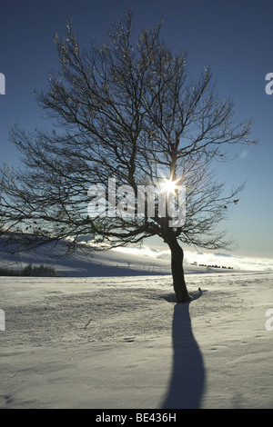 Snow-covered beech tree shaped by the wind on Mt Schauinsland near ...