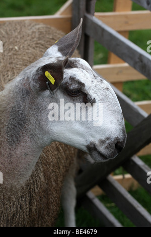 Blue Faced Leicester sheep Stock Photo - Alamy