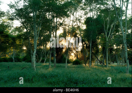 Fever tree or Acacia (Acacia xanthophloea) at sunset, Serengeti ...