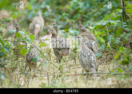 Pheasant Phasianus colchicus. 14 week old poults in release pen Stock ...