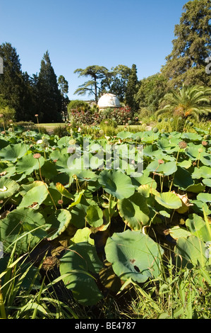 France, Herault, Montpellier, plants garden, pond covered with water ...