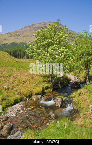 Stream at Dalness, Glen Etive, Buachaille Etive Mor to rear, Highland ...