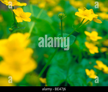 Yellow marsh marigolds in my garden pond are the first flowers of ...
