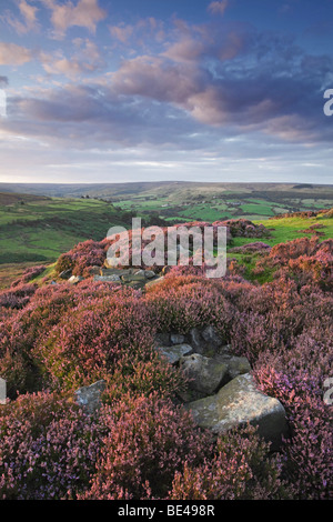 Heather moorland in the hills above Glossop, Derbyshire, England, on a ...