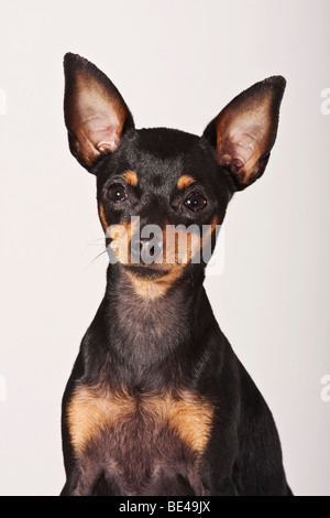 Prague Ratter dog - portrait Stock Photo - Alamy