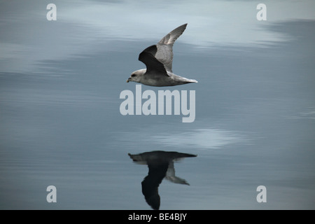 Flumar flying over Svalbard Arctic Ocean with relfection Stock Photo ...