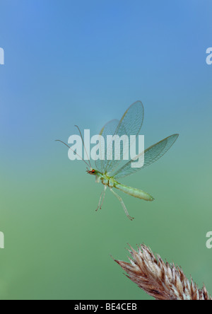 Lacewing Chrysoperla carnea in flight Stock Photo - Alamy