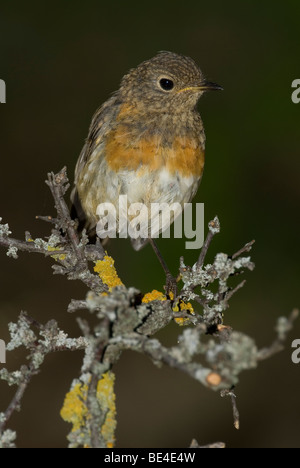 Young european robin (Erithacus rubecula), Emsland, Lower Saxony ...