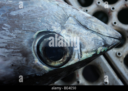 Albacore tuna fish Thunnus Alalunga catch Stock Photo - Alamy
