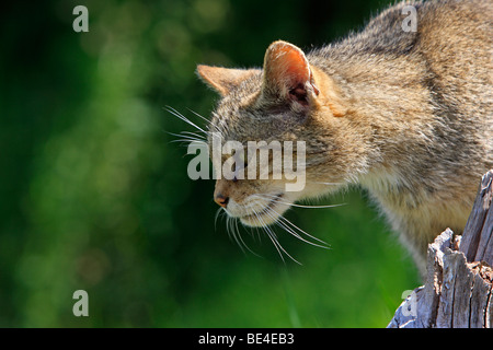 Portrait of a european wild cat (felis silvestris Stock Photo - Alamy
