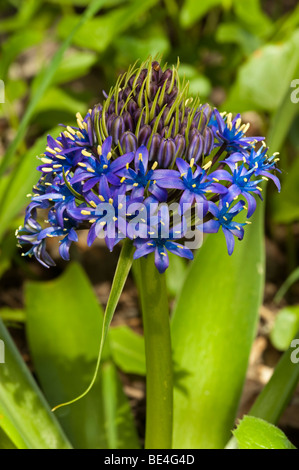 Portuguese squill (Scilla peruviana) is a perennial herb native to ...