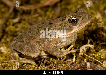 Juvenile Cane Toad Bufo marinus Panama Stock Photo - Alamy