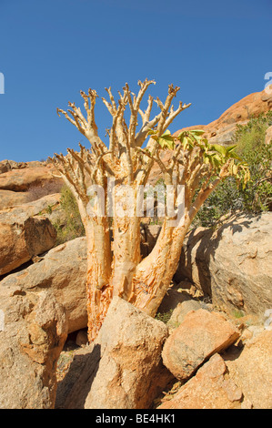 Cobas Tree (Cyphostemma currorii Stock Photo - Alamy