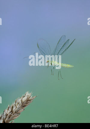 Lacewing Chrysoperla carnea in flight Stock Photo - Alamy