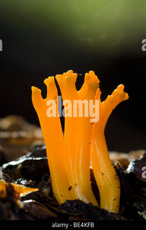 Jelly-antler (Calocera viscosa), also known as yellow stagshorn is a ...