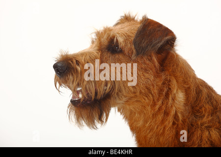 Irish Terrier side Stock Photo - Alamy
