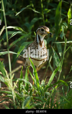 Three banded courser; Rhinoptilus cinctus, Mana Pools National Park ...