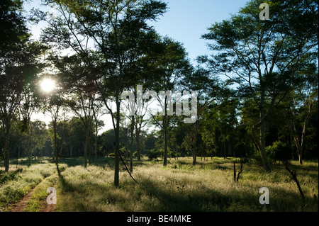 Fever tree or Acacia (Acacia xanthophloea) at sunset, Serengeti ...