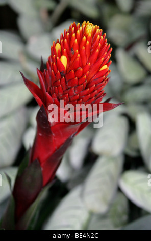 Bromeliad, Guzmania conifera, Bromeliaceae, Tillandsioideae Stock Photo ...
