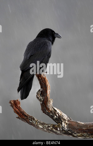 Raven sitting on a branch Stock Photo - Alamy