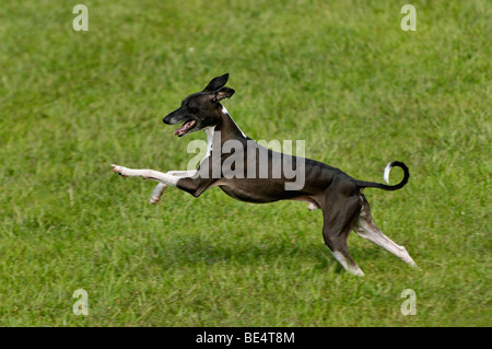 Italian greyhound running Stock Photo - Alamy