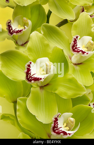 Orchid flower, white cymbidium. Tropical floral background Stock Photo ...