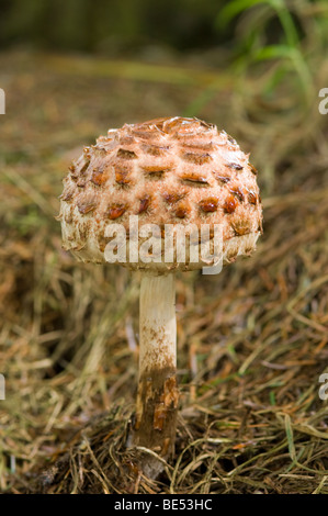 botany, fungi, Macrolepiota, Shaggy Parasol, (Macrolepiota rhacodes ...