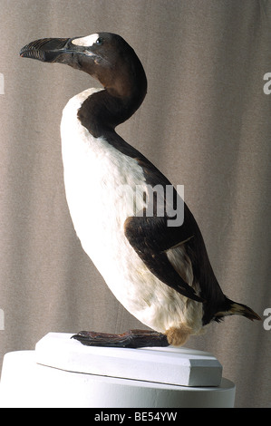 Great Auk Pinguinus impennis or Alca impennis STUFFED SPECIMEN EXTINCT ...