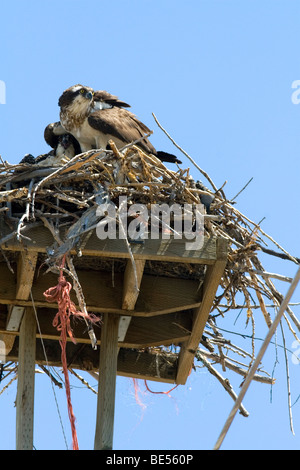 Hawk and nest on a utility pole in West Texas Stock Photo - Alamy