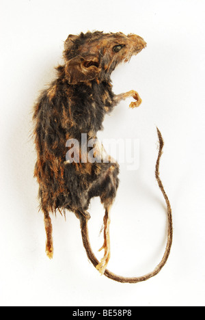 Dead mummified Mouse Stock Photo - Alamy