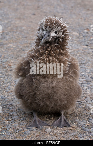 A Laysan albatross chick on Midway Atoll National Wildlife Refuge ...