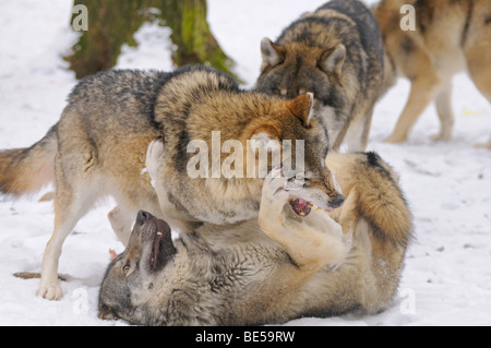 Grey wolves fighting Stock Photo - Alamy