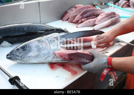Albacore Tuna (Thunnus alalunga) Being Filleted - Oregon USA - Known as ...