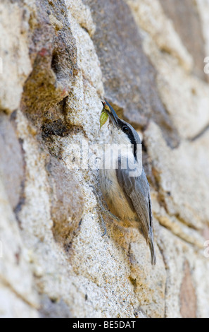 Rock nuthatch, Sitta neumayer, Felsenkleiber (Sitta neumayer Stock ...