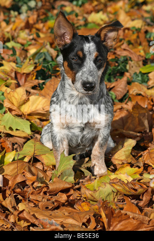 Jack Russell Australian Cattle Dog Mix