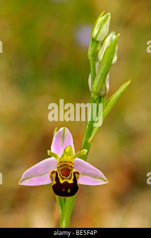 Ophrys apifera bee orchid Stock Photo - Alamy