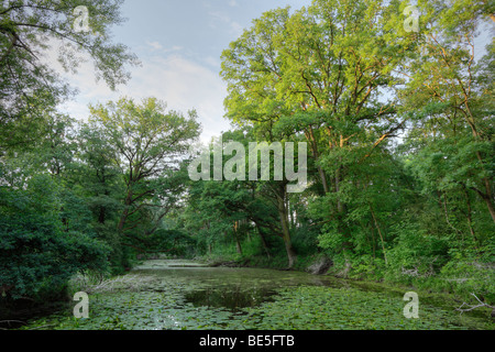 Floodplain, Marchauen, Marchegg, Marchfeld, Weinviertel, Lower Austria ...