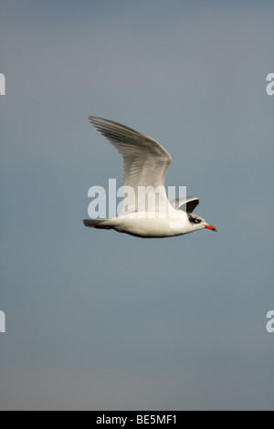 Mediterranean Gull (Ichthyaetus melanocephalus Stock Photo - Alamy