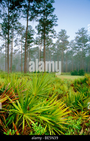 A landscape of longleaf pine trees and forested hills with floating ...
